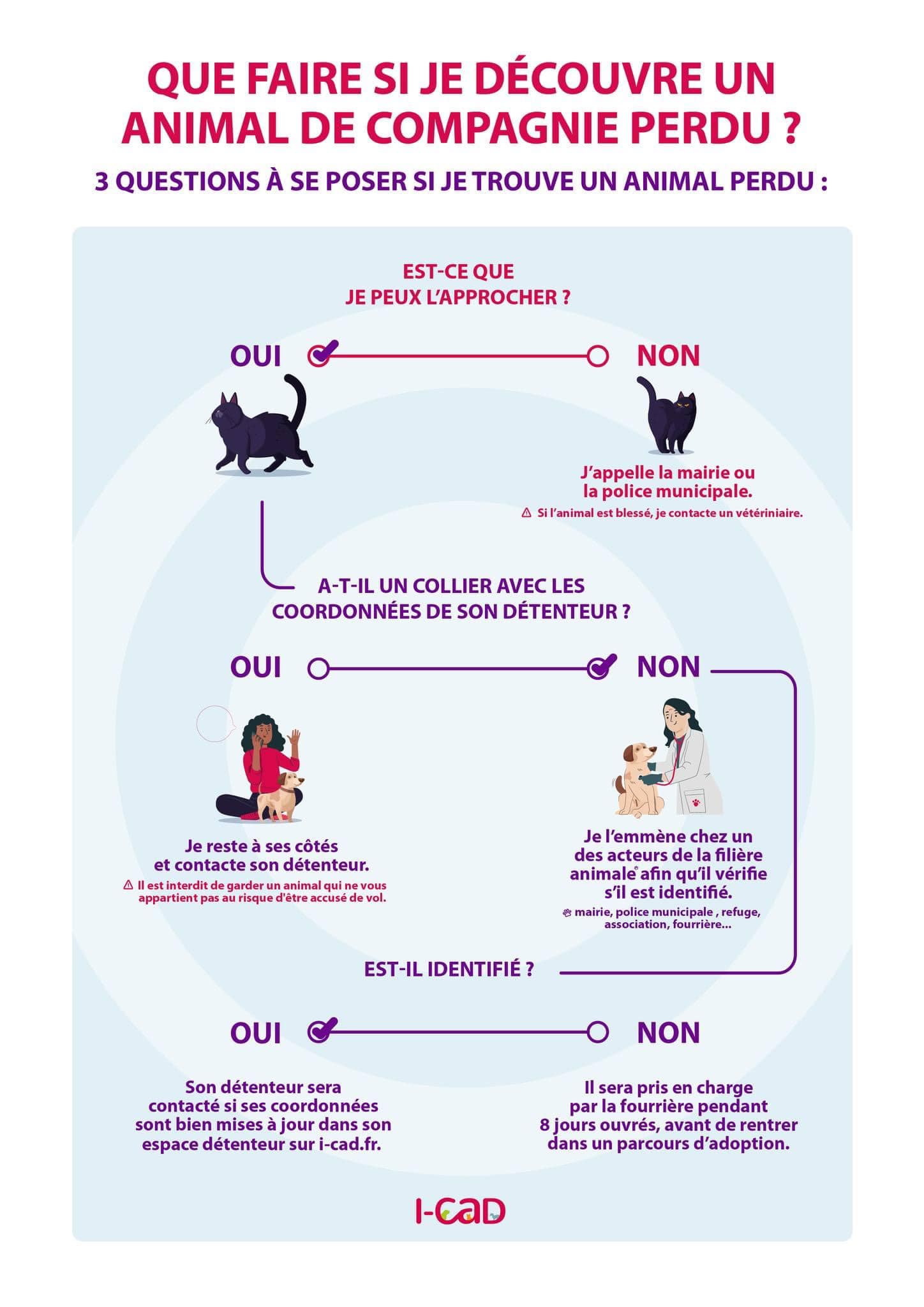 Animaux Errants Sur La Route Quelle Conduite Adopter Face à Un Animal